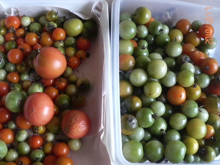 あなたも簡単水耕栽培