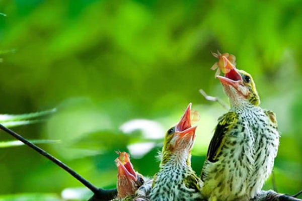 EscapeFan : All Escape