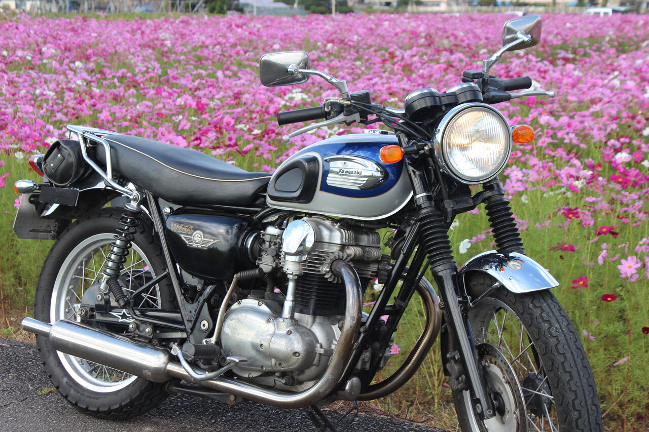 W650とコスモス畑 : エコバカ日記2