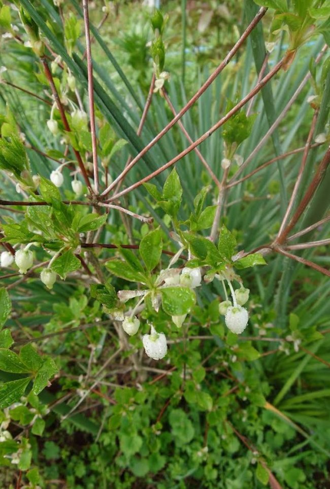 今年はドウダンツツジが咲いた : ettomio ニュース斜め読み