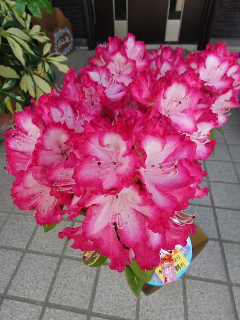 ルーズベルト大統領3割引き(石楠花) : ettomio ニュース斜め読み