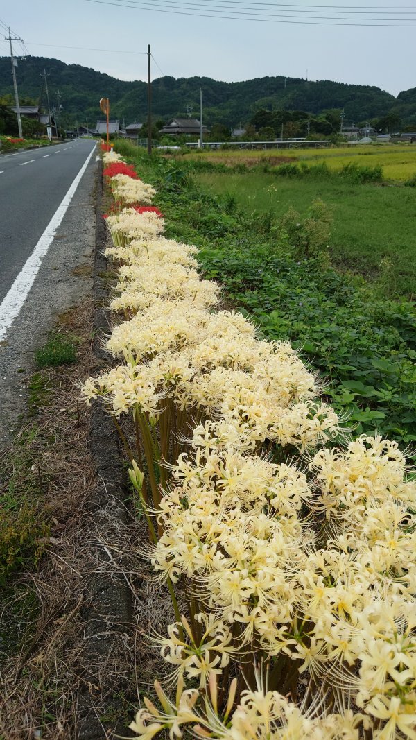 曼珠沙華 : ettomio ニュース斜め読み