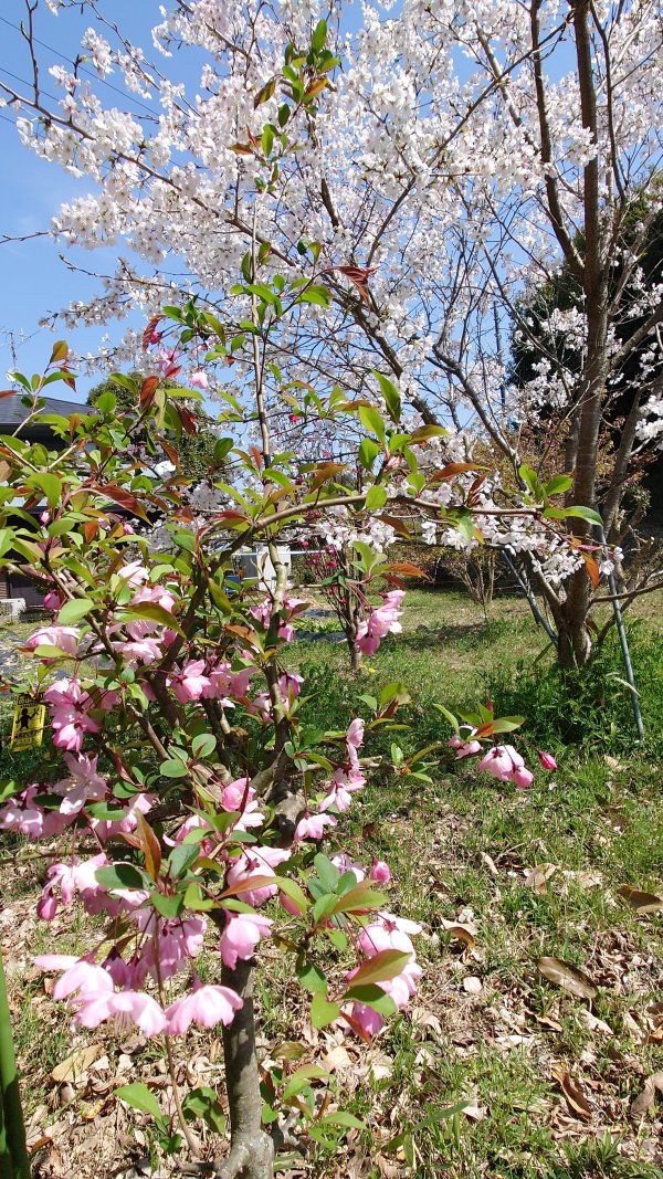 花海棠が満開 : ettomio ニュース斜め読み