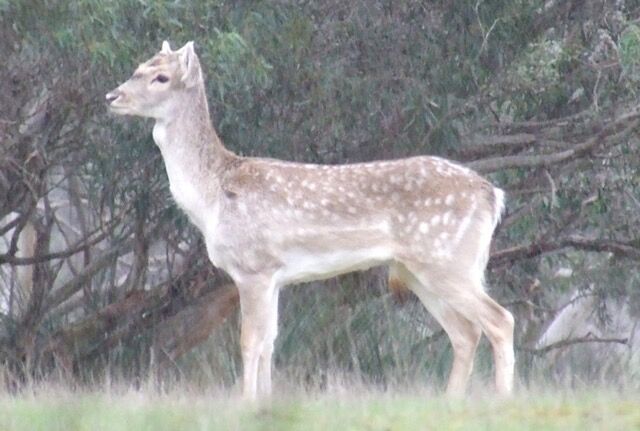 散歩のつもりが : ユーカリの言の葉