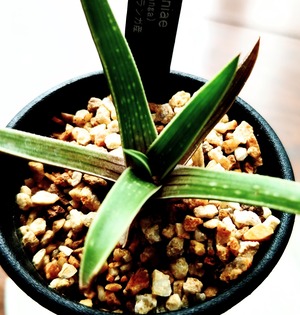 Aloe thompsoniaeは誰に献じられたのか？(2011) : ユーフォルビア・オベサ・ドットコム