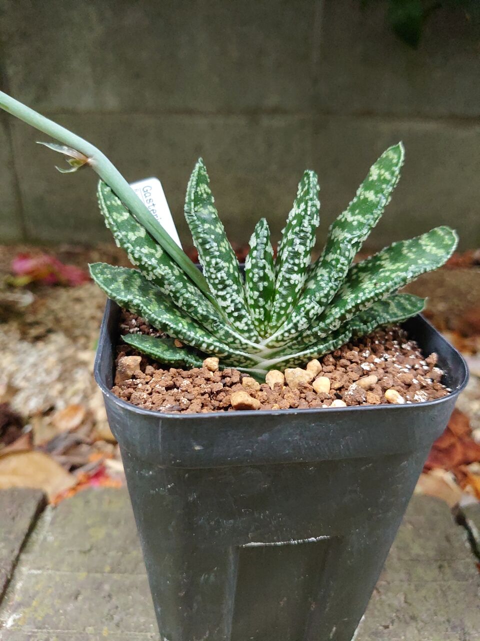 Gasteriaは何種類？ 19世紀篇 : ユーフォルビア・オベサ・ドットコム