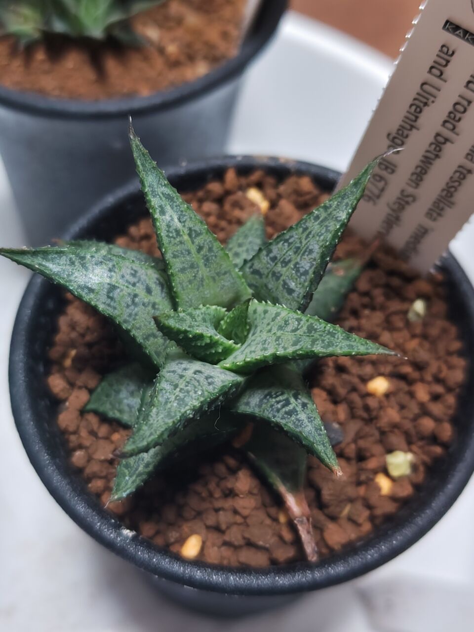 久しぶりの鶴仙園(2024年2月5日) : ユーフォルビア・オベサ・ドットコム