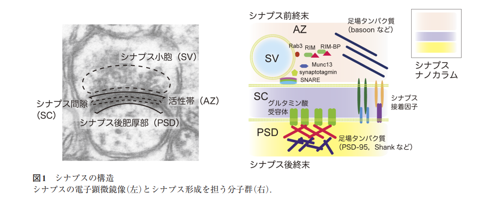 ⭕️シナプス接着分子群の構造基盤の最前線 : 読書抜粋ノートブログ