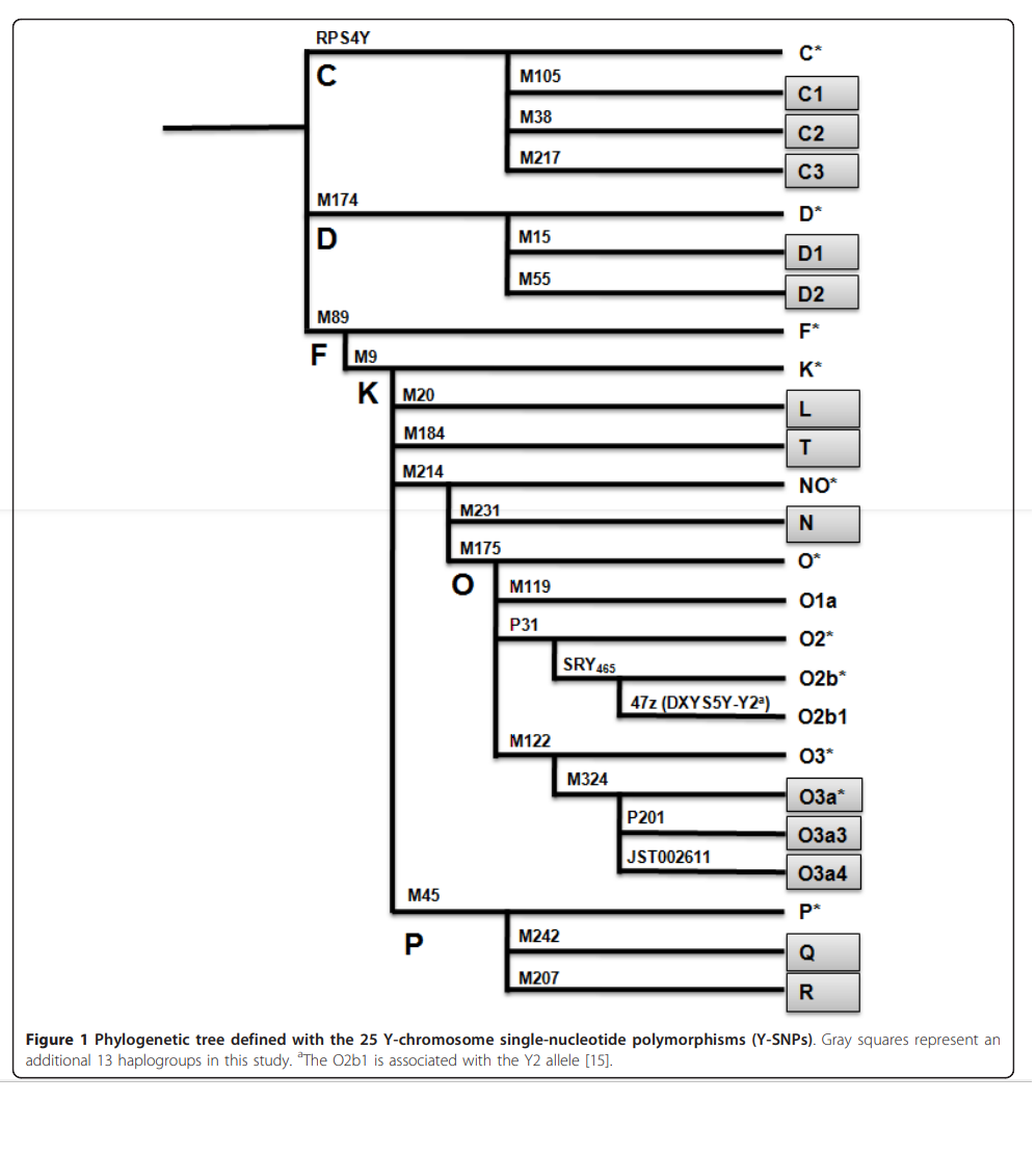 【重要】High frequencies of Y-chromosome haplogroup O2b-SRY465 lineages in ...