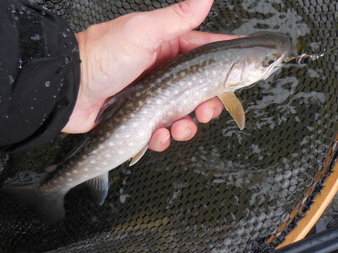 F・Fとしての証