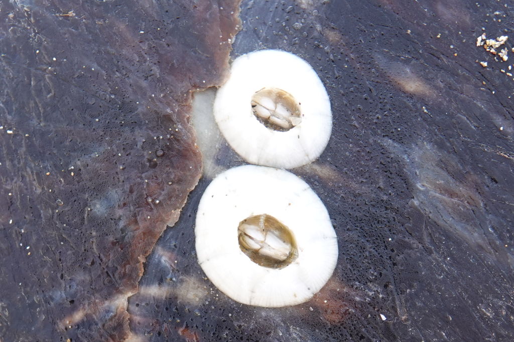 カメフジツボ : 海洋生物図鑑（仮）