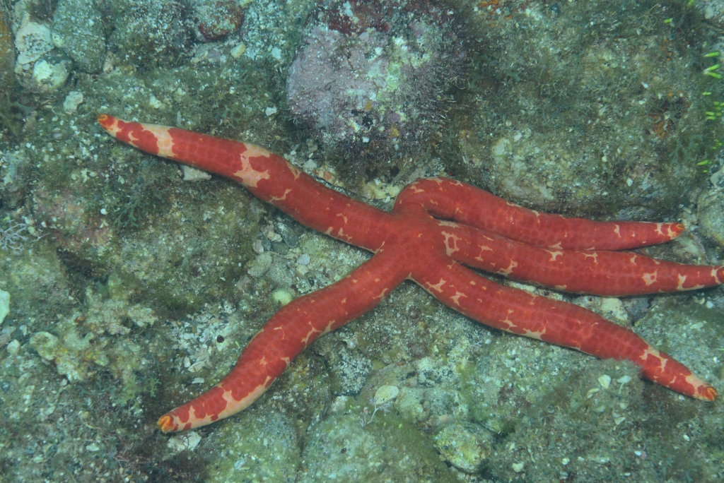 2017年01月 : 海洋生物図鑑（仮）