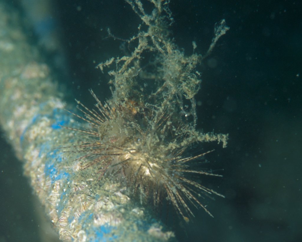 サンショウウニ : 海洋生物図鑑（仮）