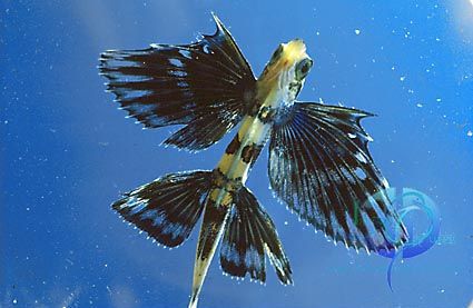 海の上を数百メートルも飛ぶことができるトビウオ特集！ : フィストリア