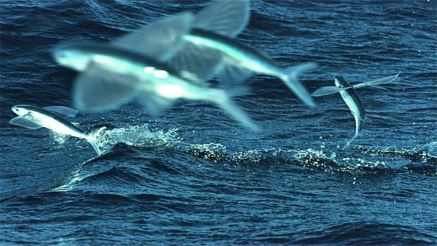 海の上を数百メートルも飛ぶことができるトビウオ特集！ : フィストリア