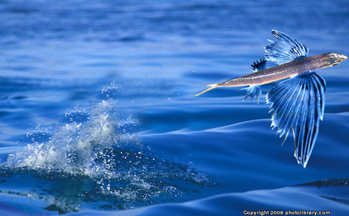 海の上を数百メートルも飛ぶことができるトビウオ特集！ : フィストリア