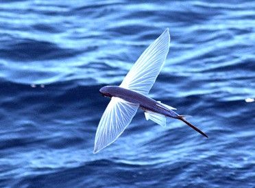 海の上を数百メートルも飛ぶことができるトビウオ特集！ : フィストリア