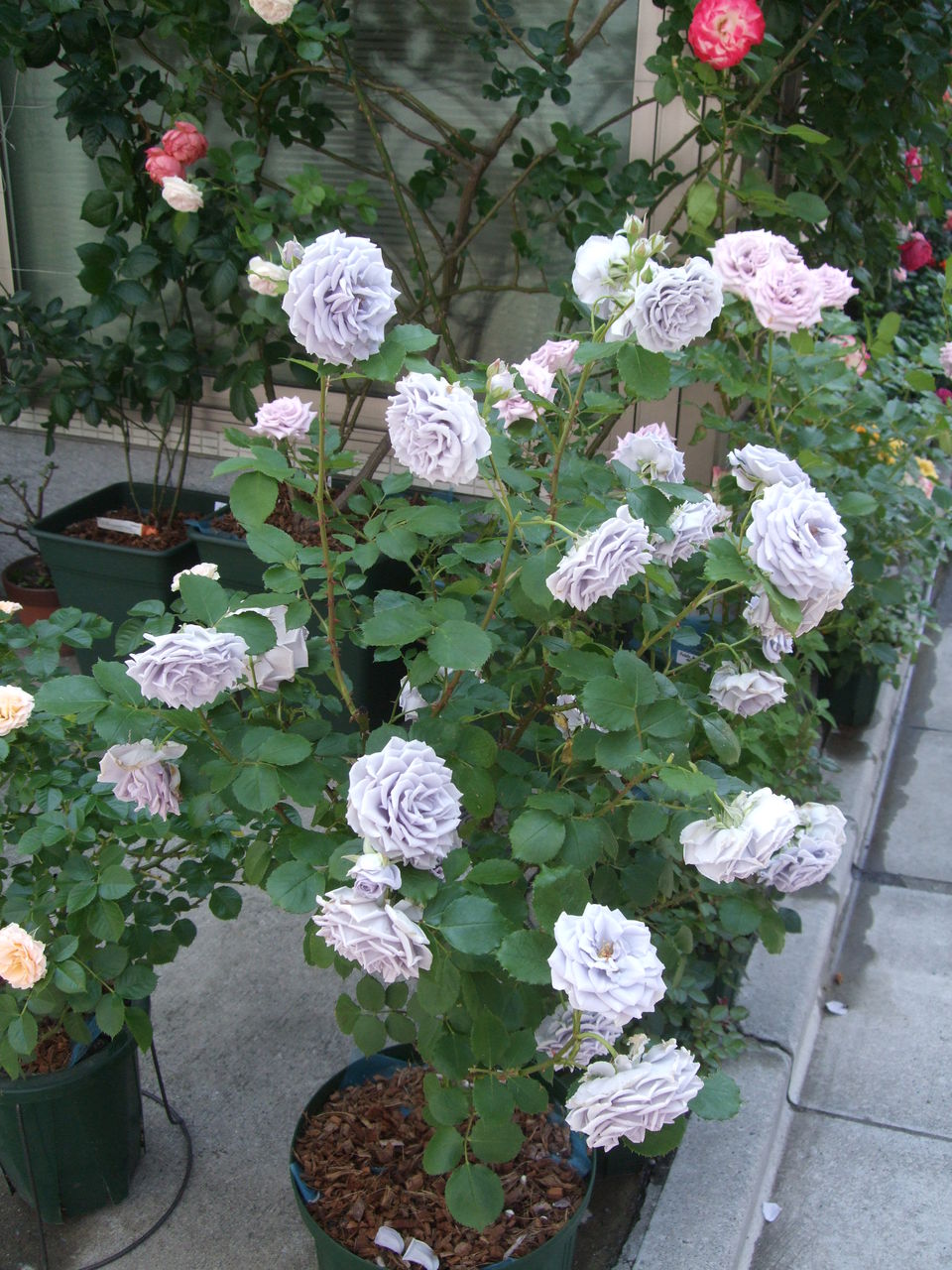Turn Blue ターン・ブルー : Fleur de la Rose
