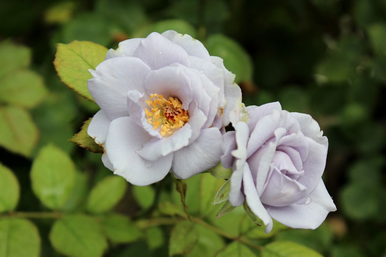 Turn Blue ターン・ブルー : Fleur de la Rose