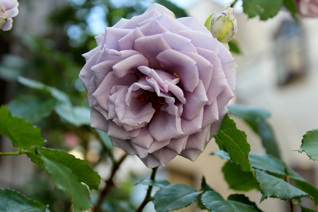 Turn Blue ターン・ブルー : Fleur de la Rose