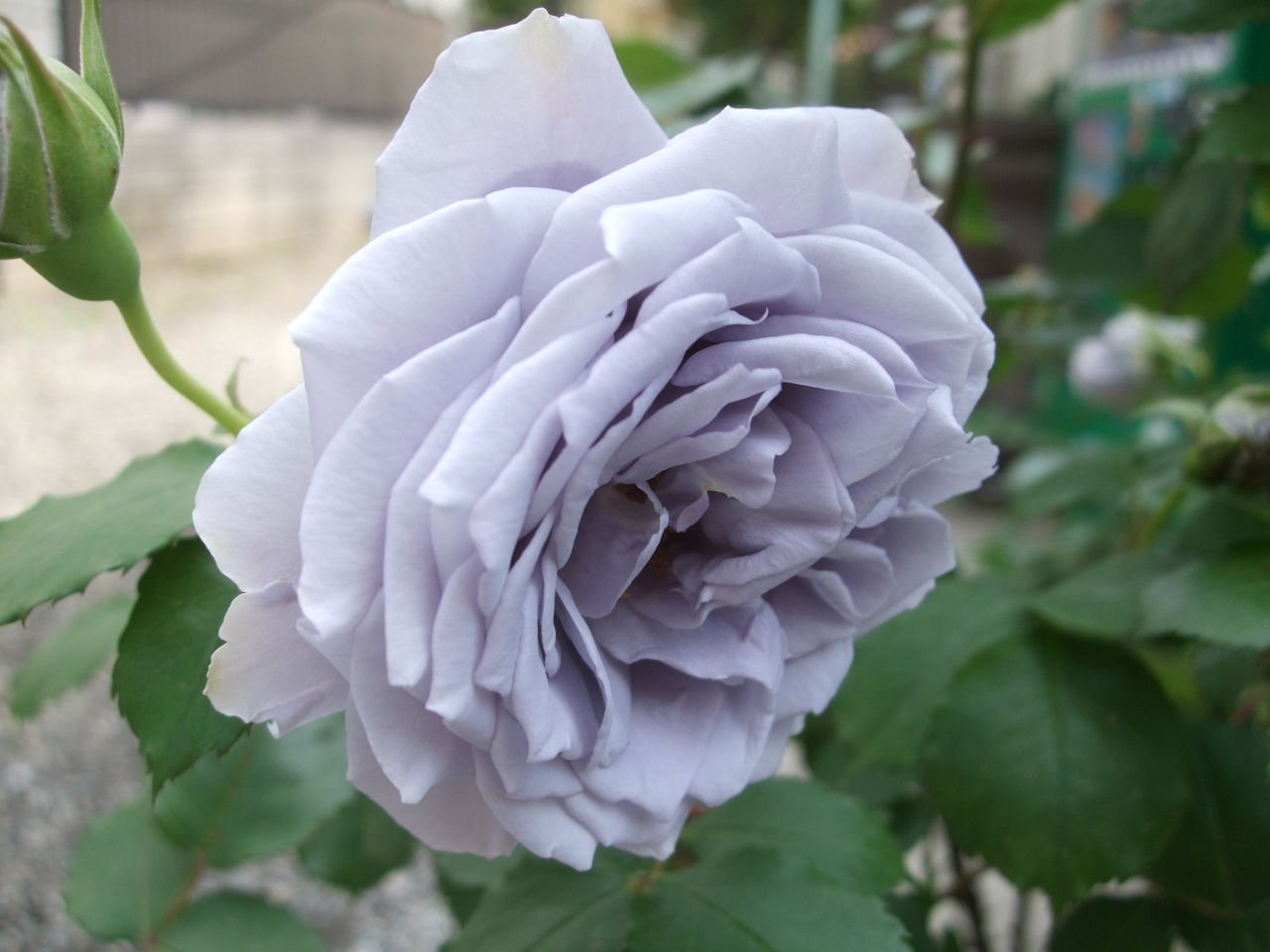 Turn Blue ターン・ブルー : Fleur de la Rose