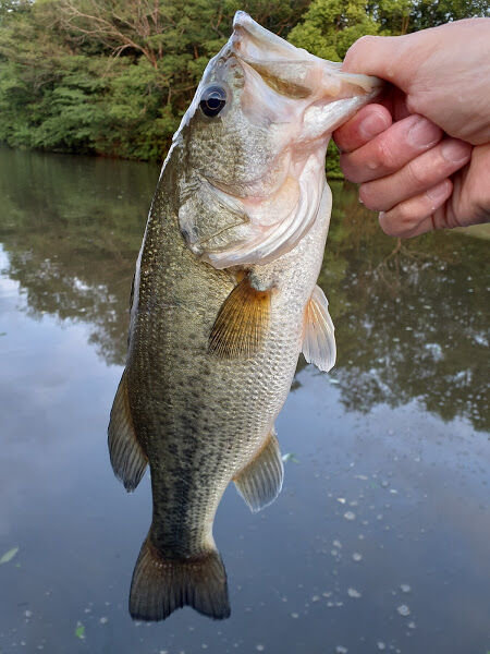 Fish On! : Acupuncture and Moxibustion