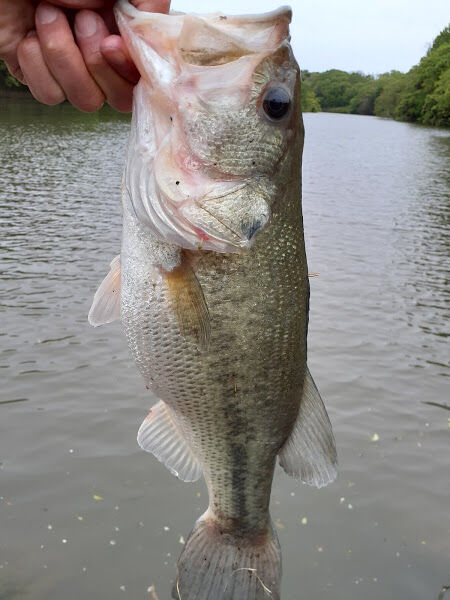 Fish On! : Acupuncture and Moxibustion