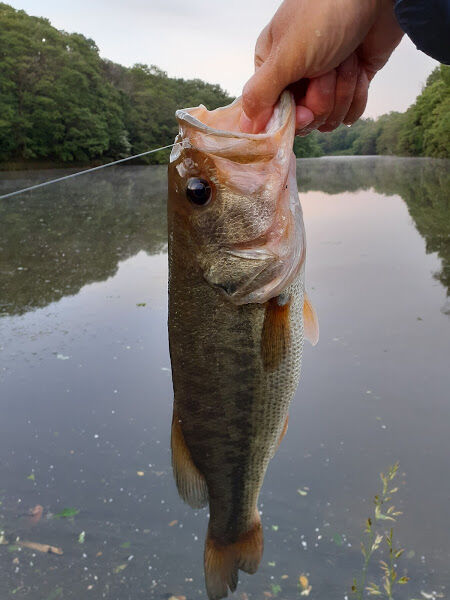 Fish On! : Acupuncture and Moxibustion