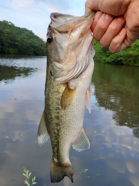 Fish On! : Acupuncture and Moxibustion