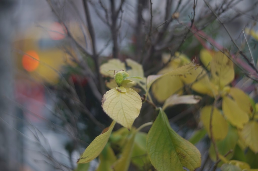 エルネマン Ernostar Anastigmat 100mm F2 （Canon EOS EFマウント改造） : オールドレンズのフォトベルゼ