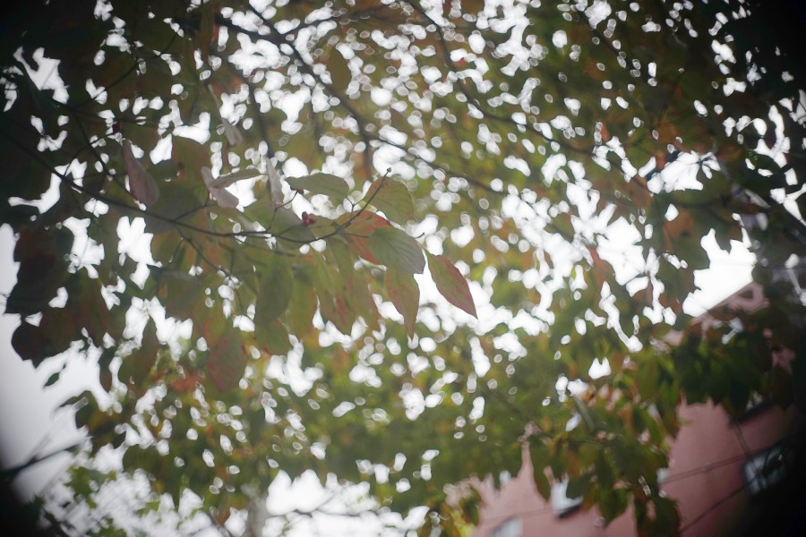 ウォーレンサック FASTAX RAPTAR 35mm F2（Leica-Mマウント改造） : オールドレンズのフォトベルゼ