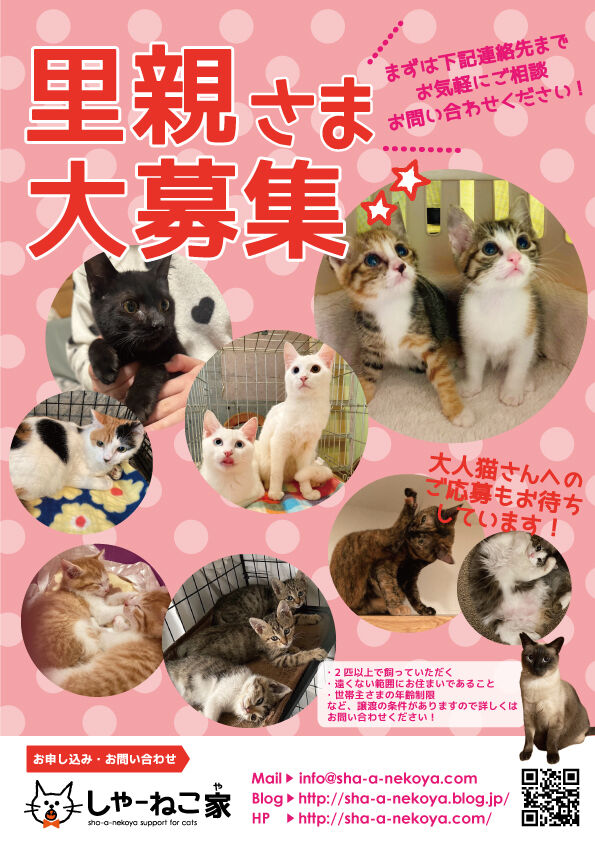 しゃーねこ家のblog:カルカン電車と保護猫譲渡会