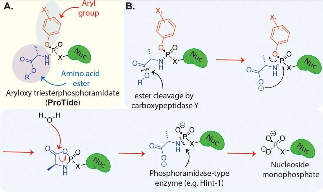 医学部の勉強 分子病理学 : The ProTide prodrug technology: where next? Part 1