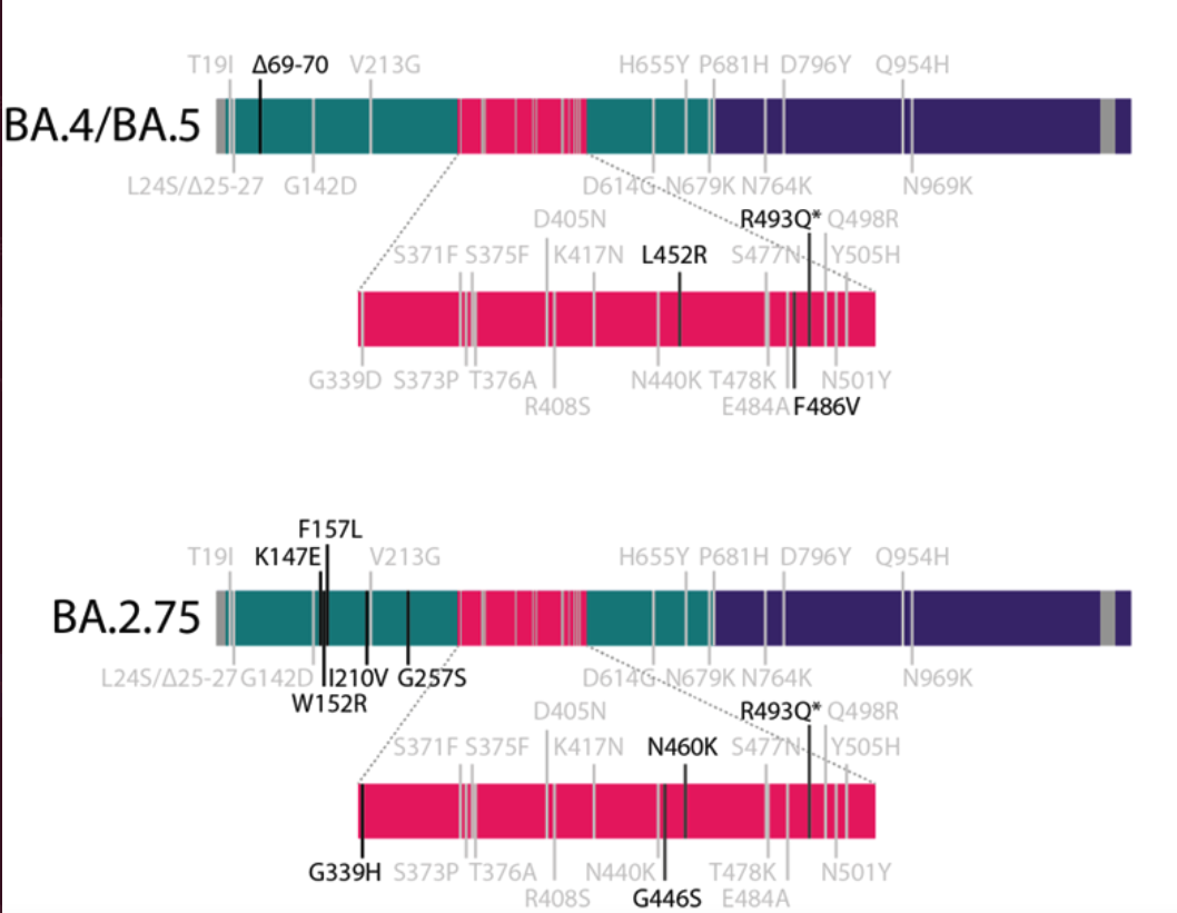 医学部の勉強 分子病理学 : BA.2.75 series is expected to push BA.4 and BA.5 out of ...