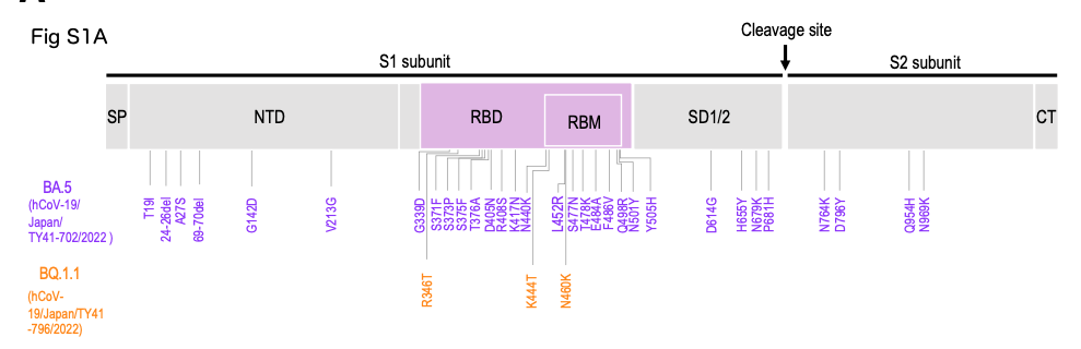 医学部の勉強 分子病理学 : 抗ウイルス剤