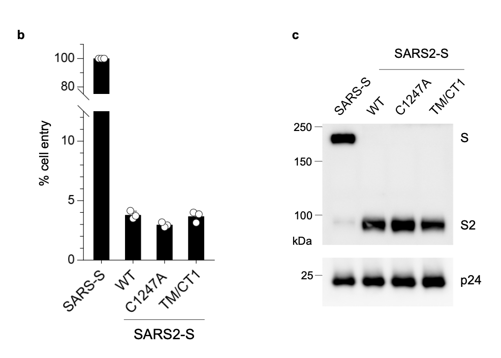 医学部の勉強 分子病理学 : SARS-CoV-2 D614G spike mutation increases entry ...