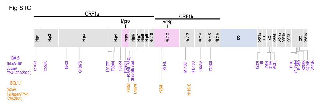 医学部の勉強 分子病理学 : 抗ウイルス剤