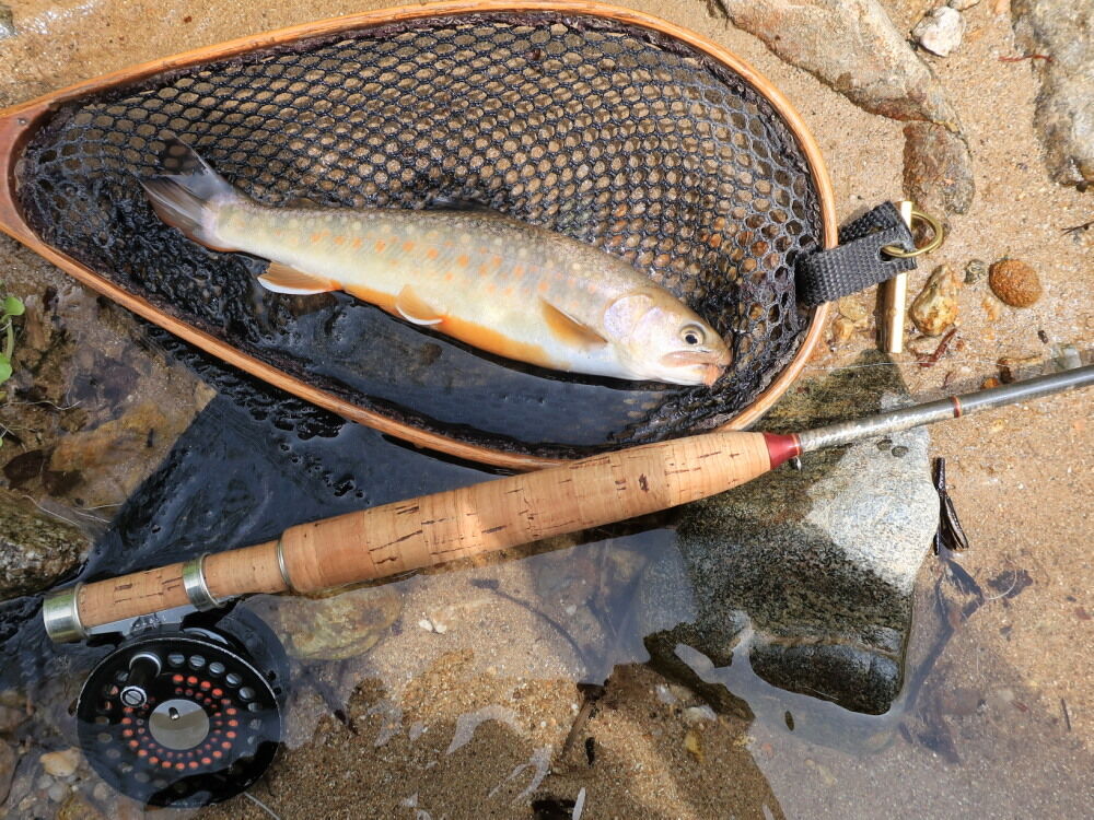 奥飛騨小渓流 6/6 : 柴犬と暮らす山好きフライ釣人の日記