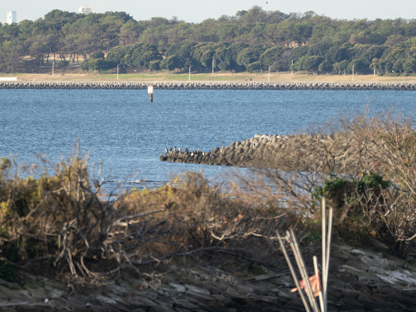 2026.1.1 舞浜から鳥初め : ふなきちのフィールドノート