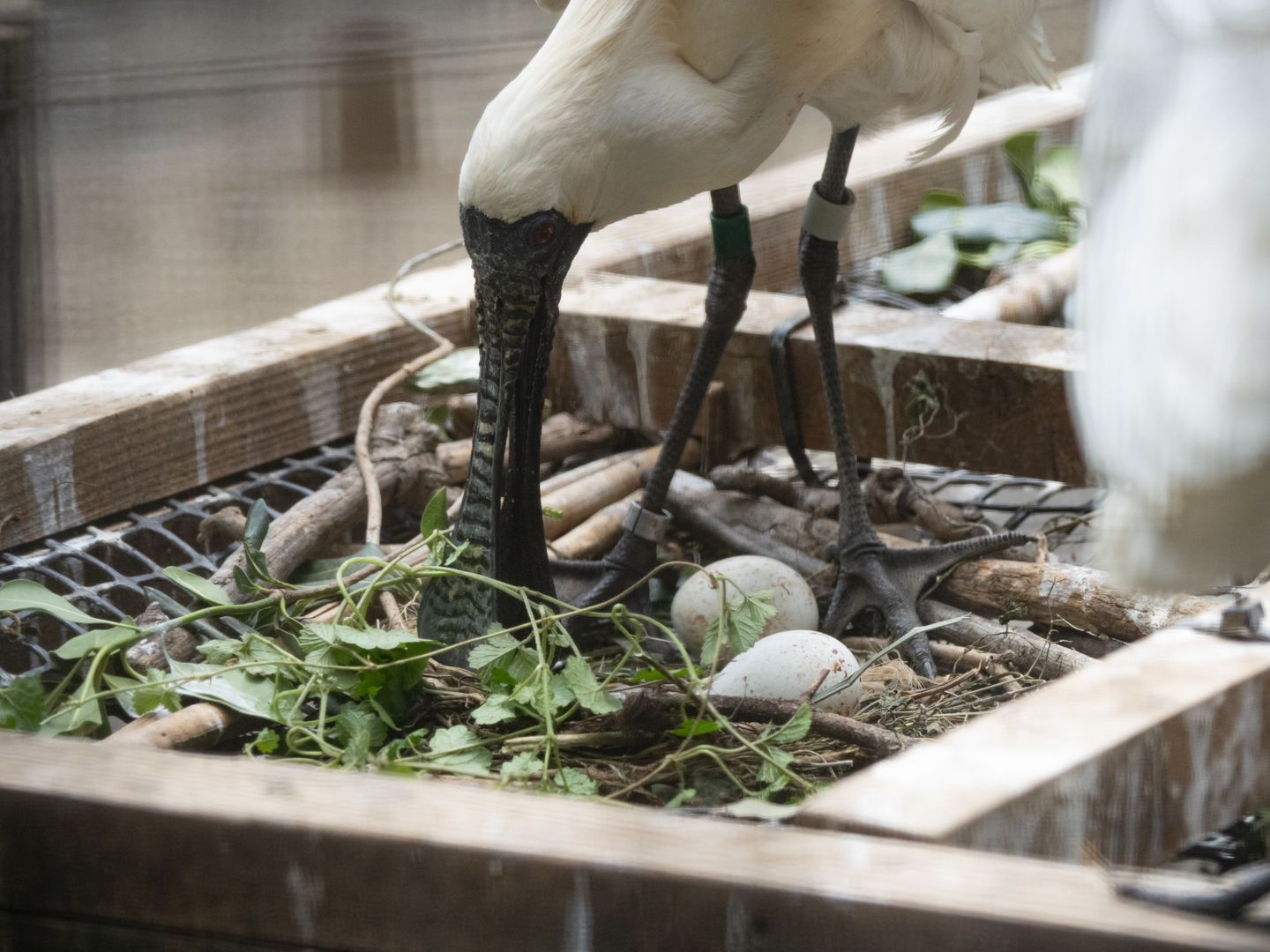 2026.5.31 多摩動物公園 落下 : ふなきちのフィールドノート