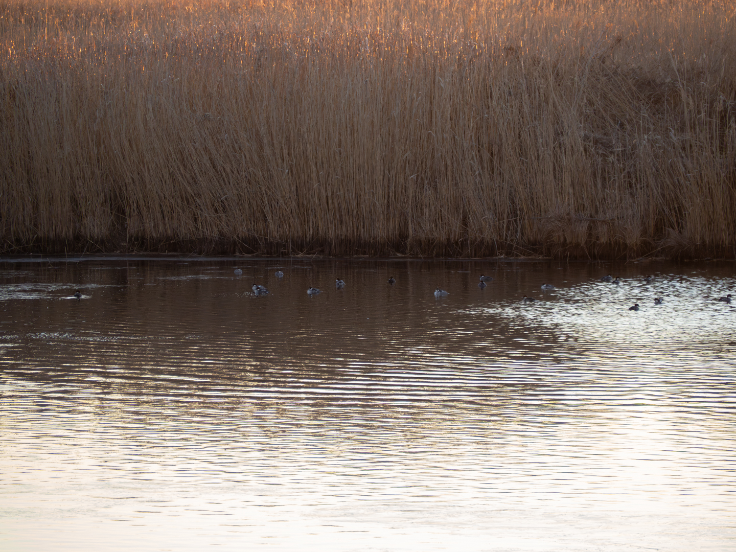 2026.1.12 渡良瀬遊水地 やっとメジロガモ : ふなきちのフィールドノート