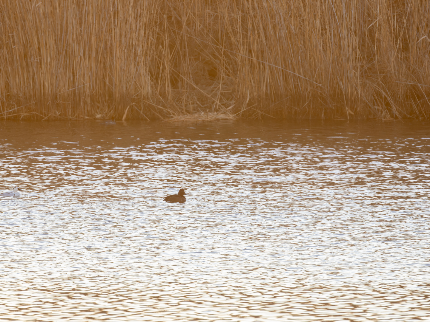 2026.1.12 渡良瀬遊水地 やっとメジロガモ : ふなきちのフィールドノート