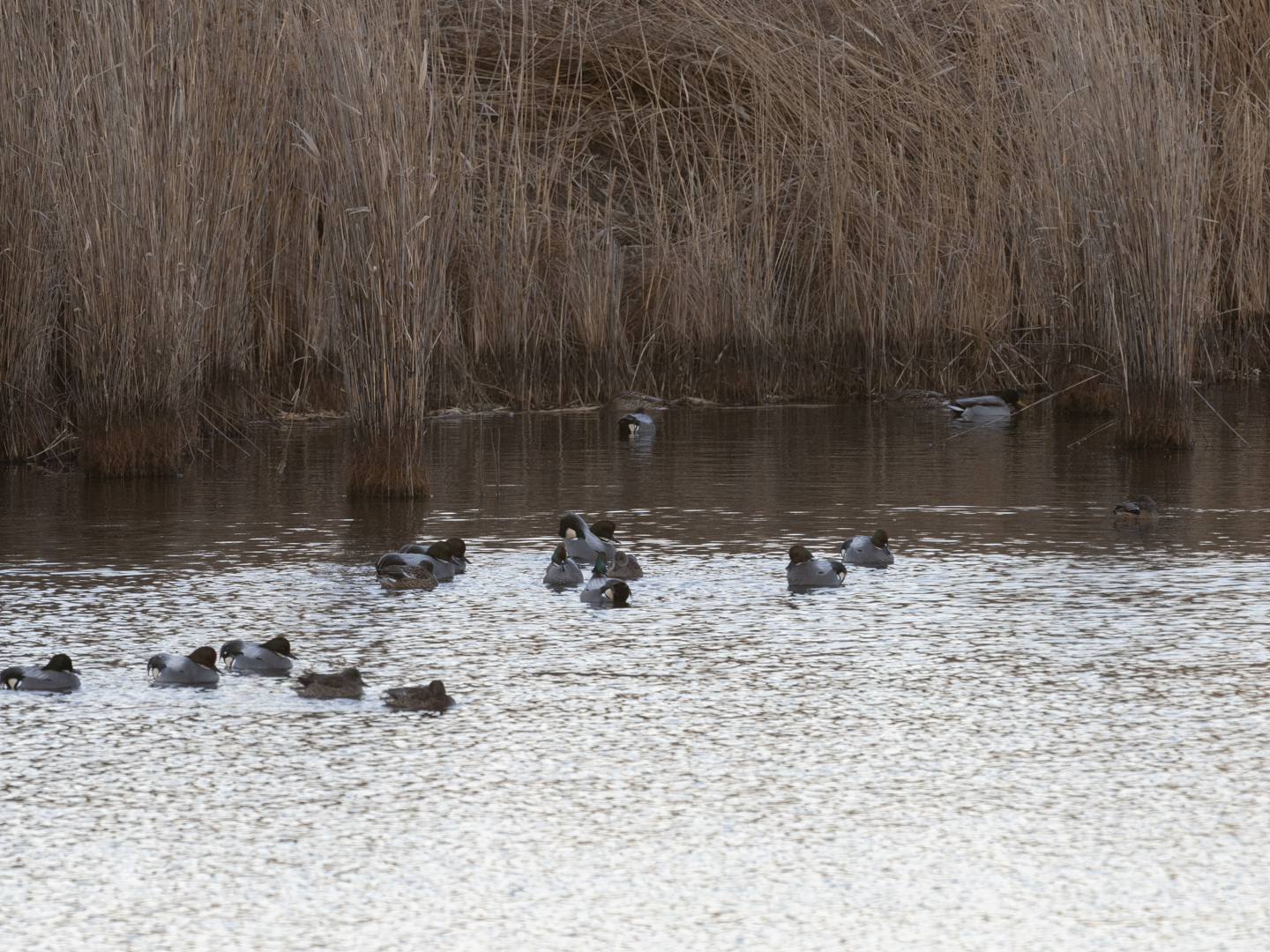 2026.1.12 渡良瀬遊水地 やっとメジロガモ : ふなきちのフィールドノート