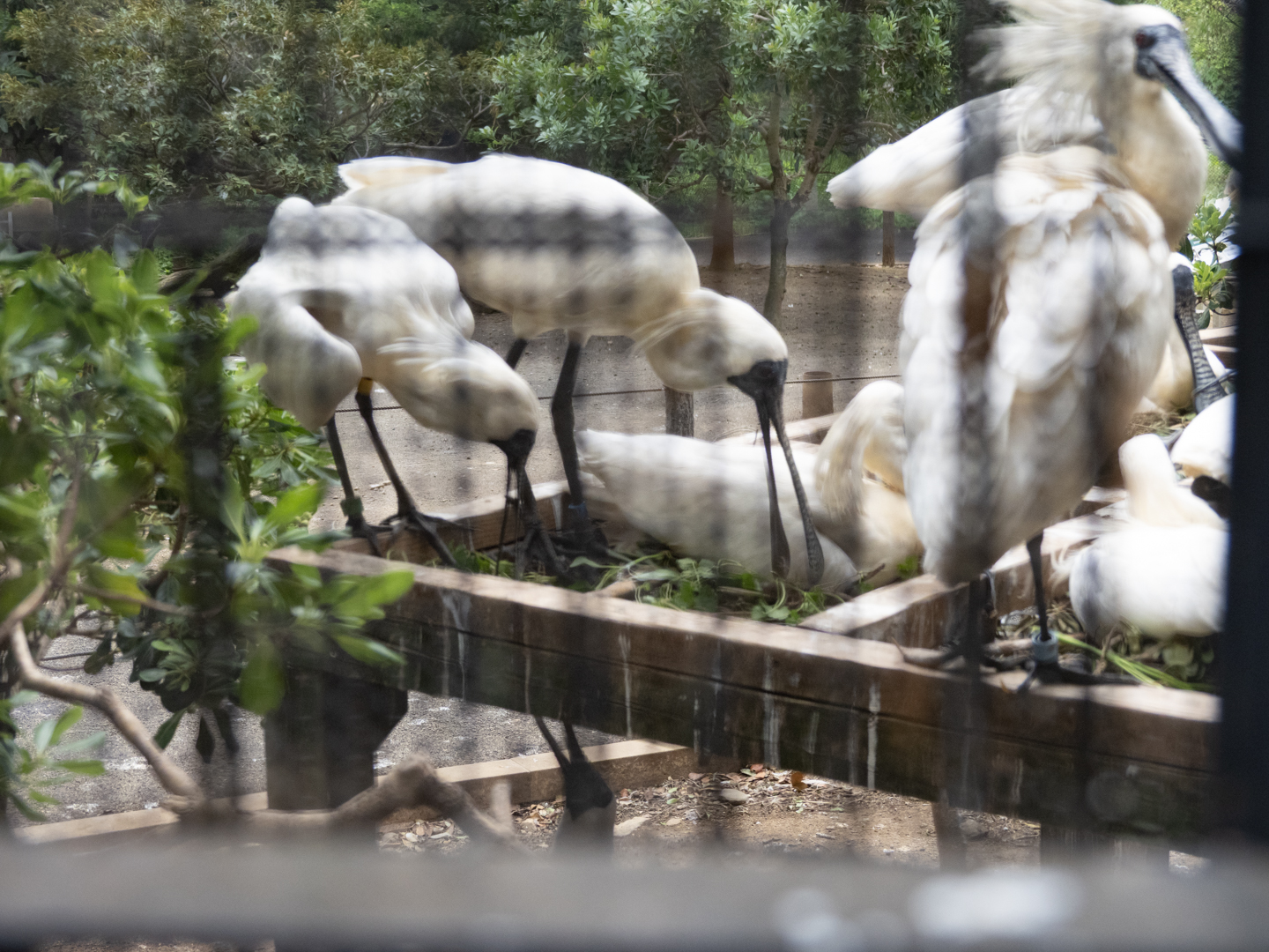 2026.5.31 多摩動物公園 落下 : ふなきちのフィールドノート
