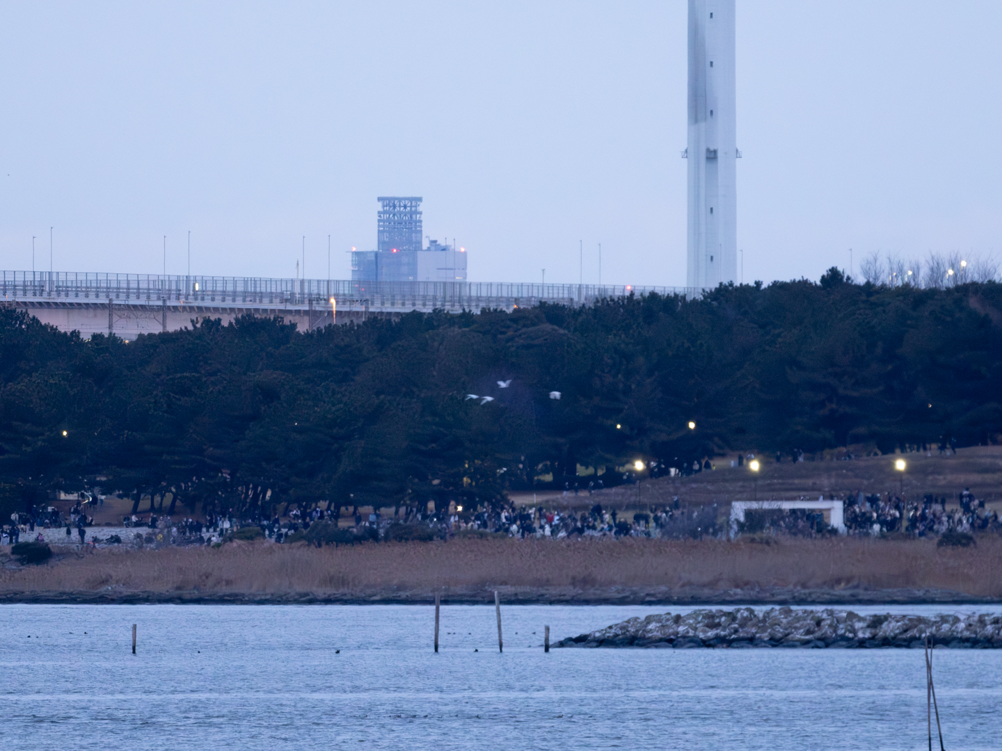 2026.1.1 舞浜から鳥初め : ふなきちのフィールドノート