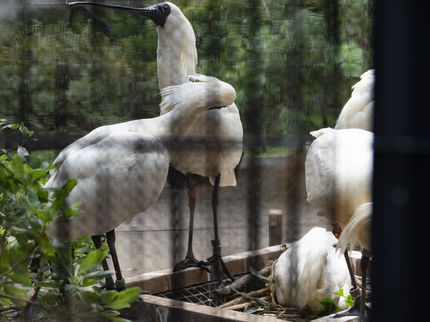 2026.5.31 多摩動物公園 落下 : ふなきちのフィールドノート