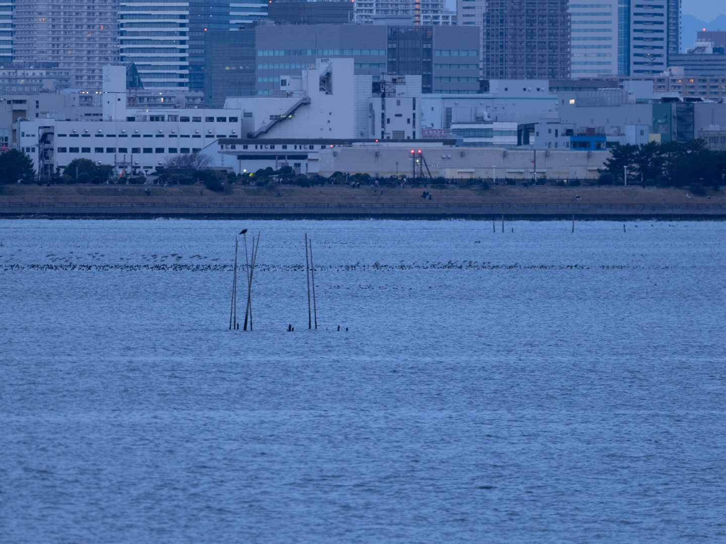 2026.1.1 舞浜から鳥初め : ふなきちのフィールドノート