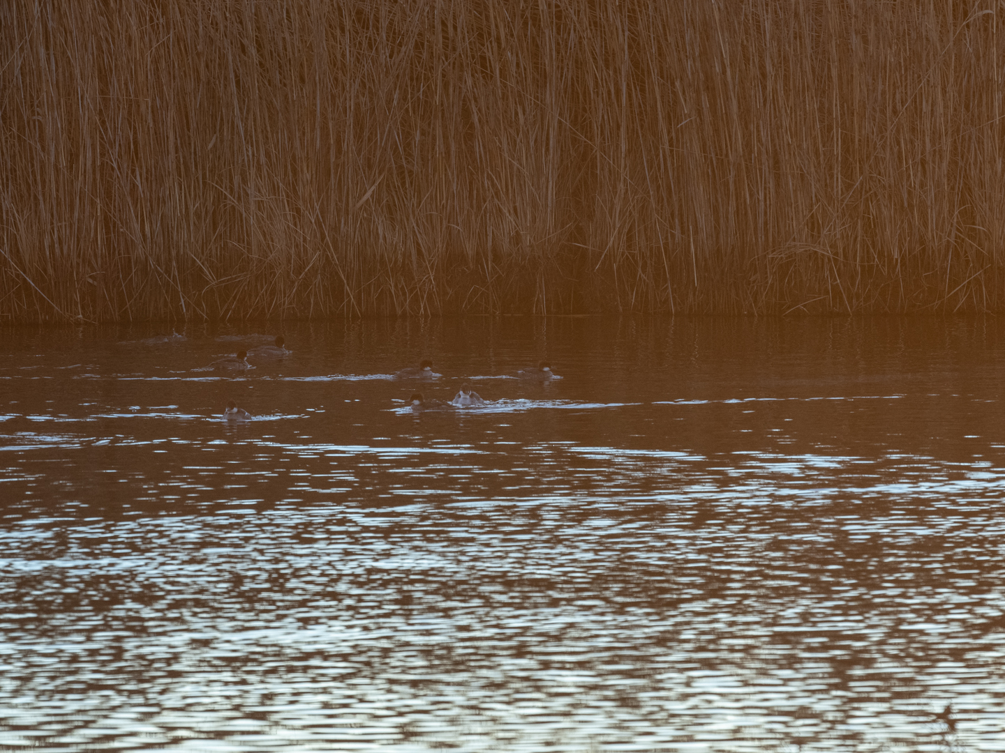 2026.1.12 渡良瀬遊水地 やっとメジロガモ : ふなきちのフィールドノート