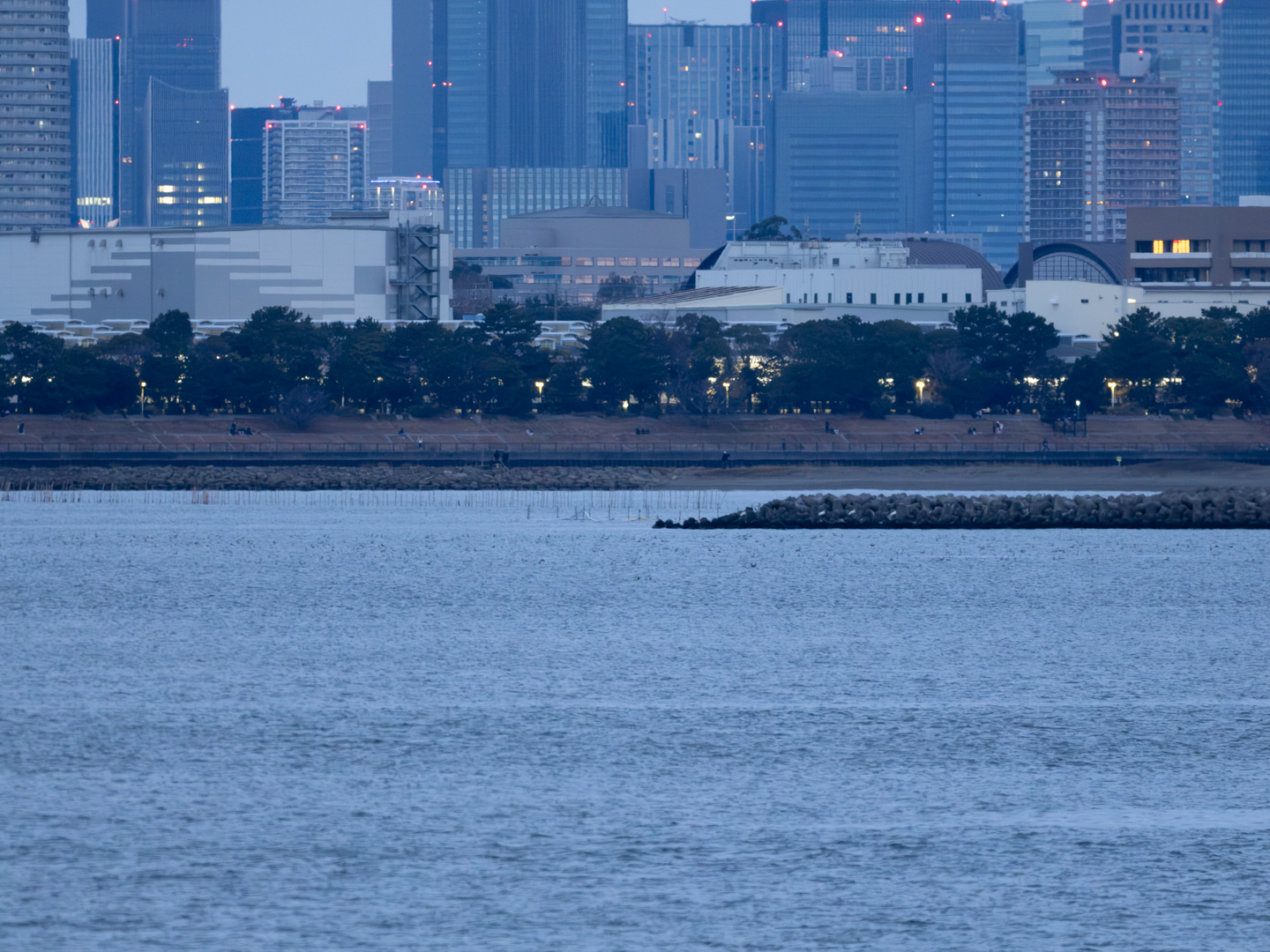 2026.1.1 舞浜から鳥初め : ふなきちのフィールドノート