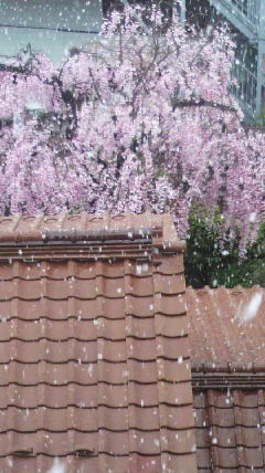 五橋・新寺・連坊・荒町・仙台駅東口周辺情報 賃貸マンション大家の日記 : 雪と桜